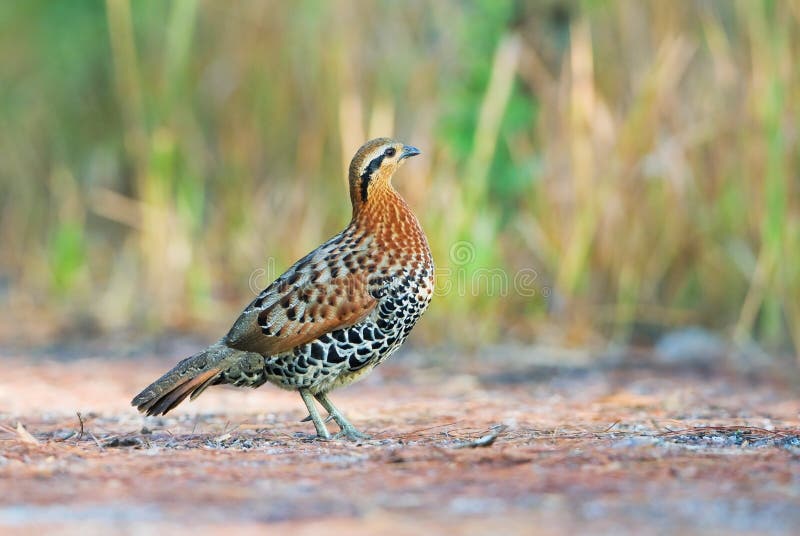 1,399 Partridge Male Stock Photos - Free & Royalty-Free Stock Photos ...