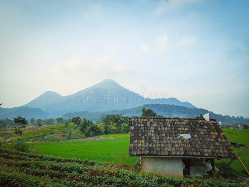 Mountain & Beautifull Rice Field Stock Image - Image of mountain, rice ...
