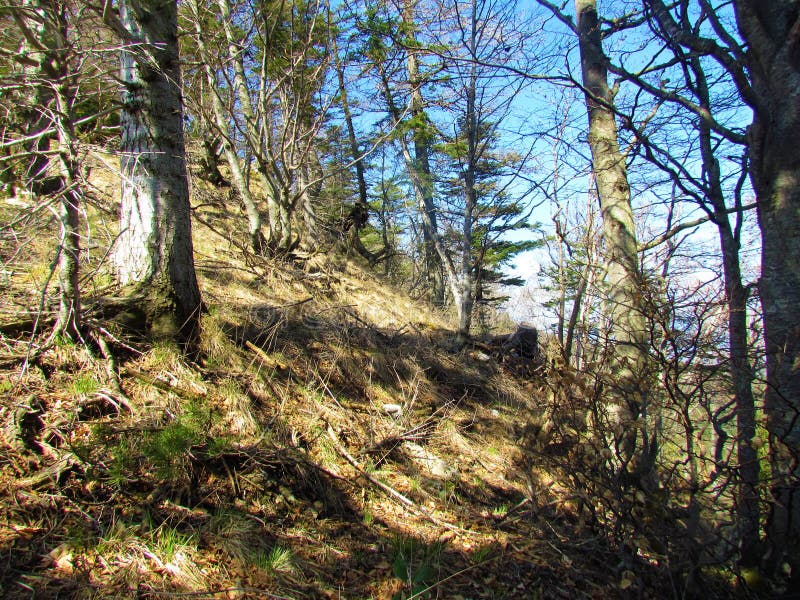 Mountain Beech and Spruce Broadleaf and Conifer Forest with Bare Beech ...