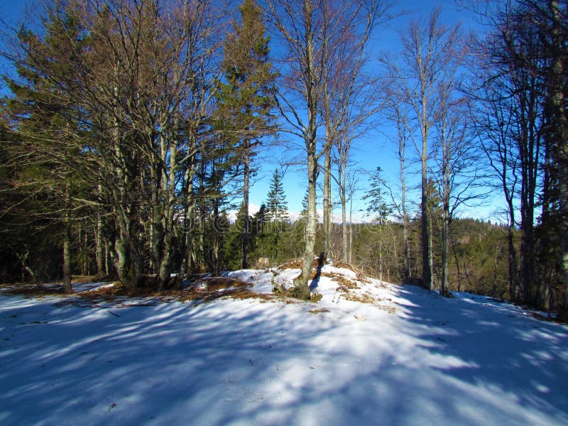 Mountain Beech Temperate, Deciduous Forest Stock Image - Image of ...