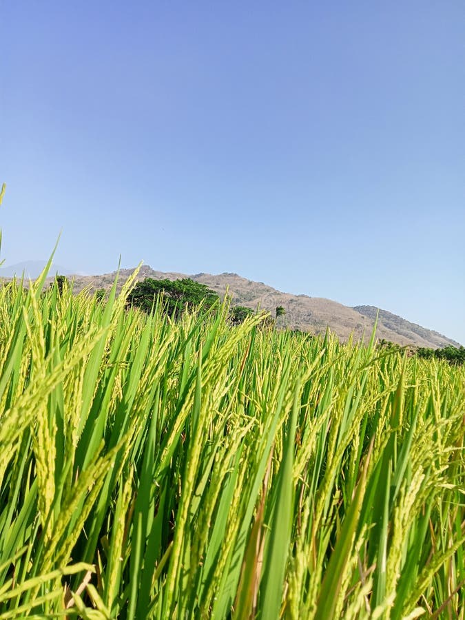 The Mountain Behind the Rice Field is so Good Stock Photo - Image of ...
