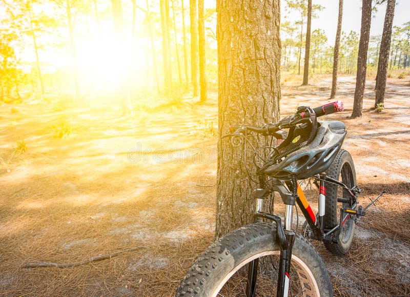 Mountain Bicycle Leaning Against the Tree Stock Photo - Image of biker ...