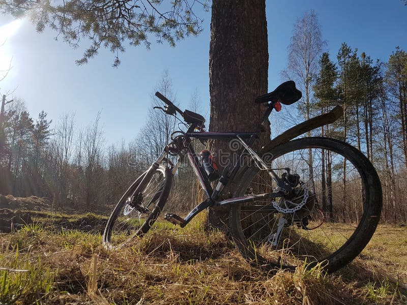 Mountain Bicycle Stay among a Forest Glade. Sunny Spring or Autumn Day ...