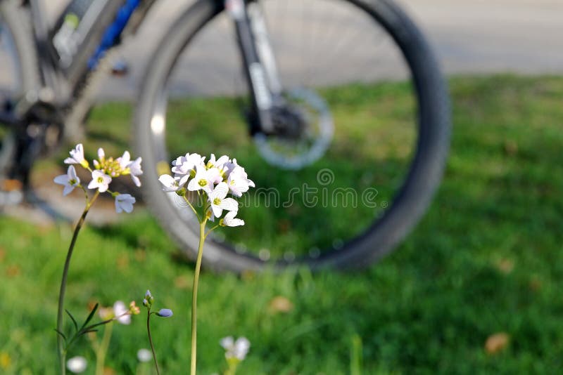 Mountain Bike on a Spring Meadow Stock Image - Image of bike, movement ...
