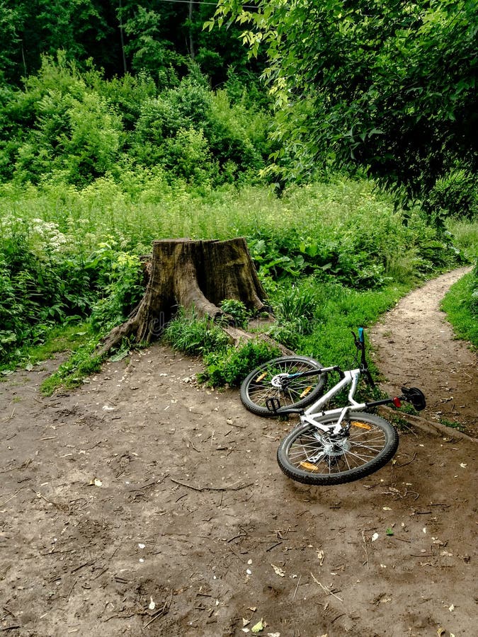 Mountain Bike on Forest Trail beside Large Tree Stump in Summer Stock ...