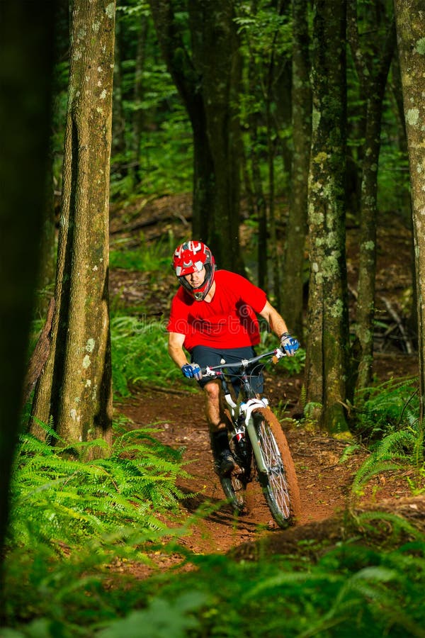 Mountain Biker Riding Down Forest Trail Stock Photo - Image of adult ...