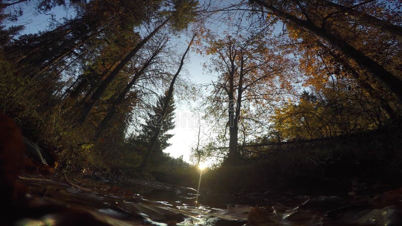 Mountain Biker Riding in Forest Creek at Sunset Stock Video - Video of ...
