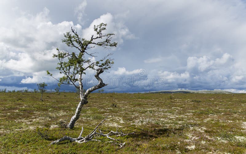 Mountain Birch Standing Strong Stock Image - Image of mountain, strong ...