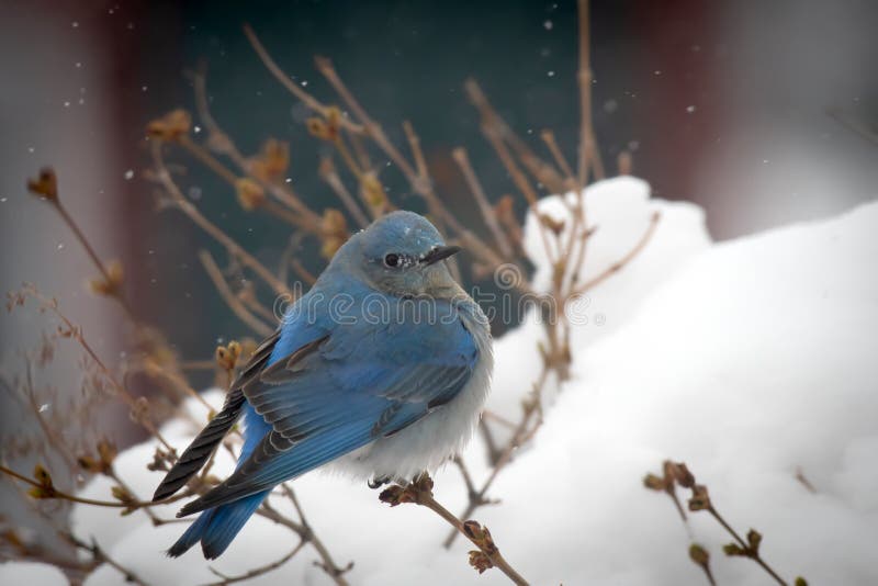 Mountain Blue Bird in the Snow Stock Image - Image of feather, animal ...