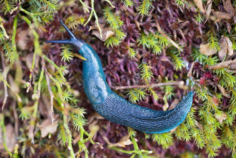 Mountain Blue Snail Creeping among Grass and Needles Close Up Stock ...