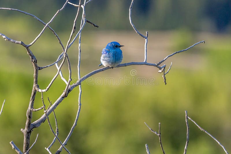 Mountain Bluebird stock photo. Image of environment - 121169920