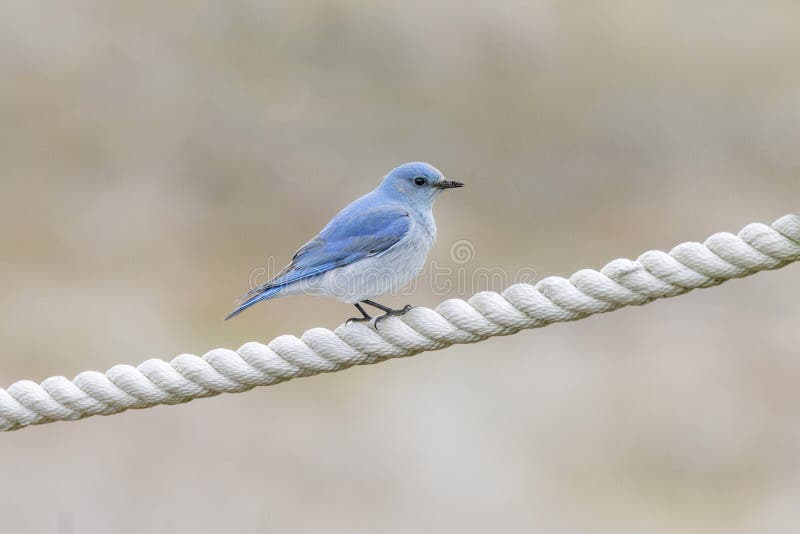 Mountain Bluebird bird stock image. Image of columbia - 276159951
