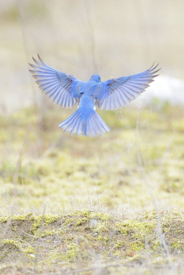 Mountain Bluebird bird stock photo. Image of bluebird - 276160004