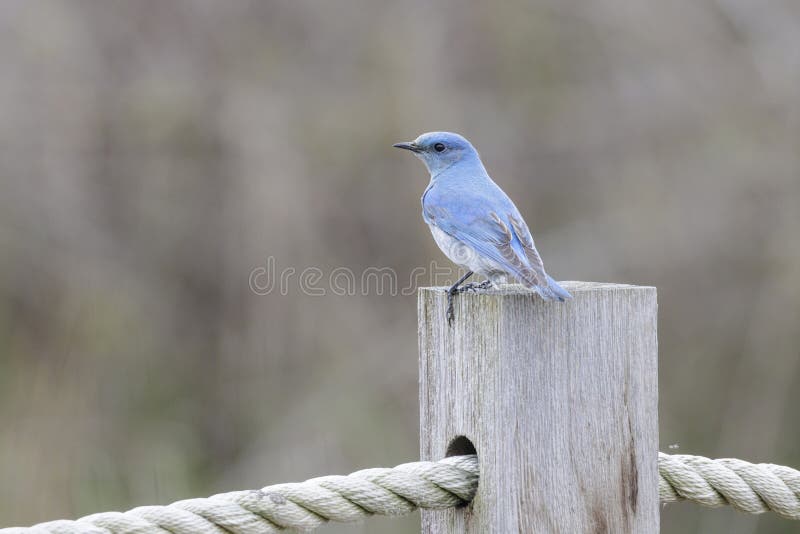 Mountain Bluebird bird stock image. Image of mountain - 276167735