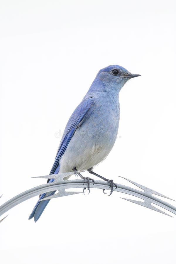 Mountain bluebird bird stock photo. Image of vancouver - 318909466