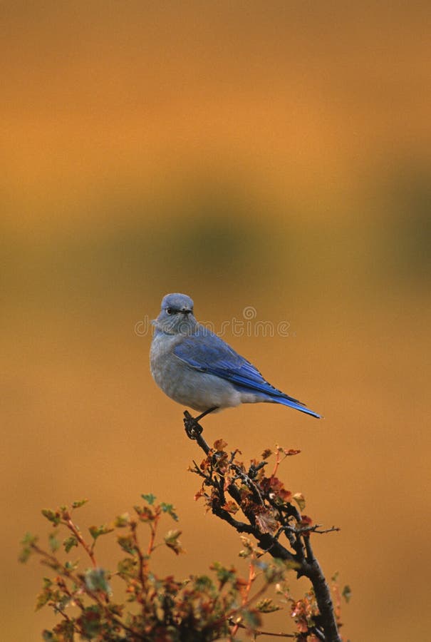 Mountain Bluebird in Fall stock image. Image of west - 13605243