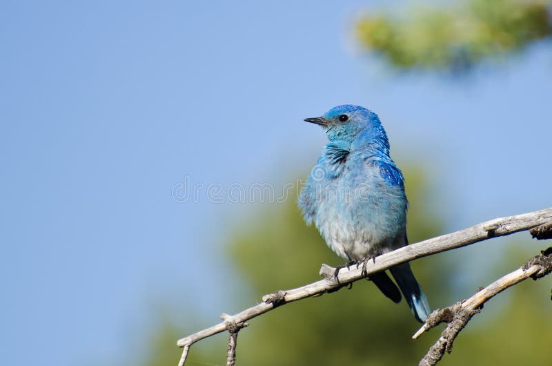 Mountain Bluebird Perched in a Tree Stock Photo - Image of branch ...