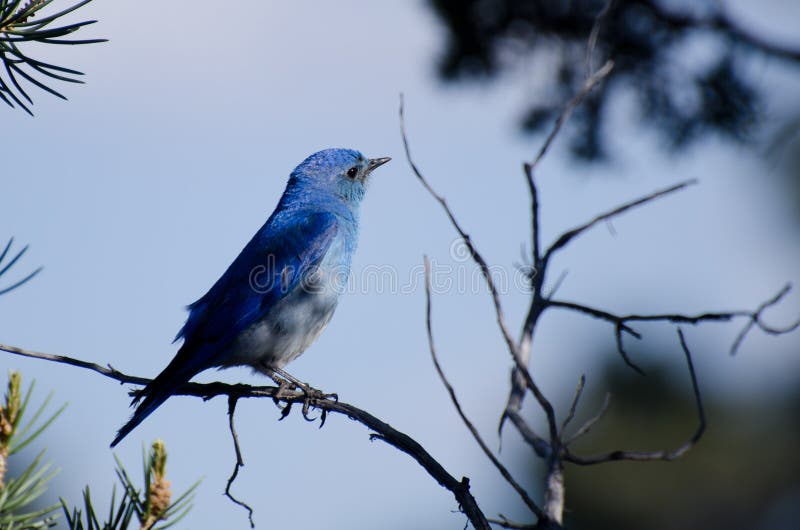 Mountain Bluebird Perched in a Tree Stock Image - Image of sitting ...