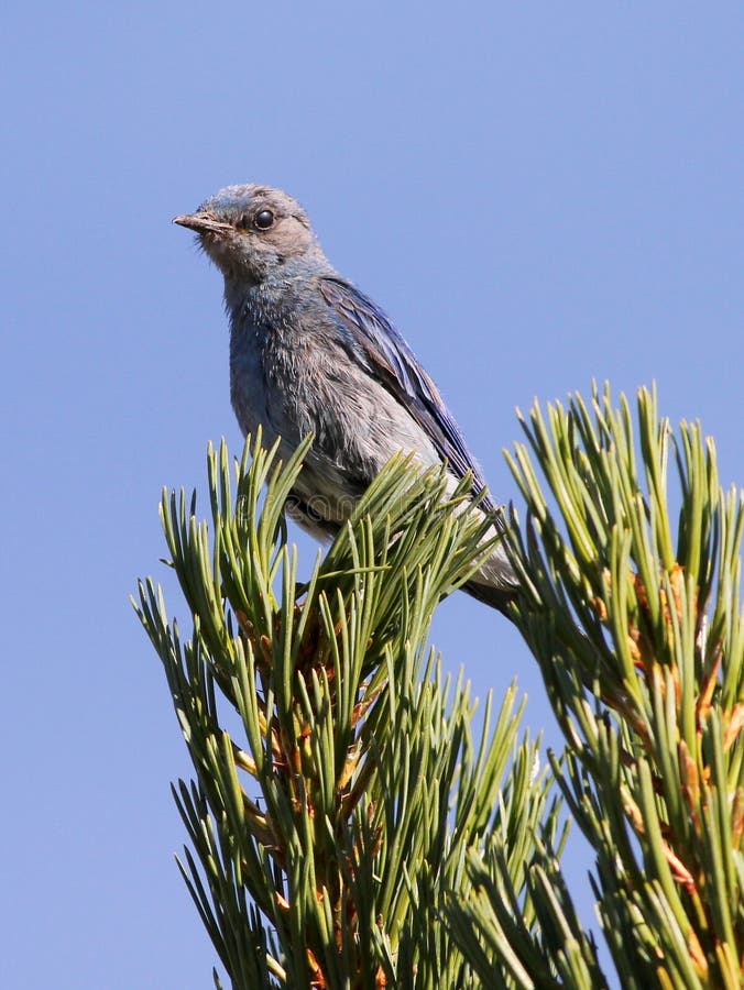 Mountain Bluebird in a Tree Stock Image - Image of green, sunlight ...