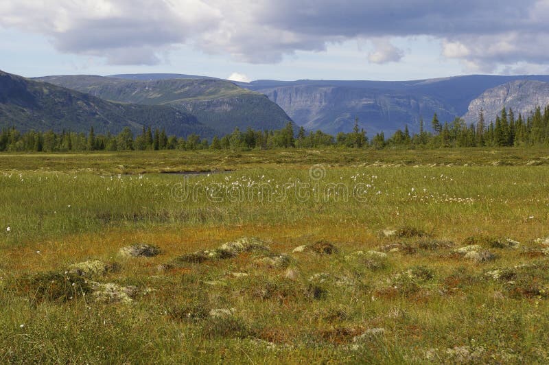 Mountain bog stock photo. Image of mountains, northern - 12562064