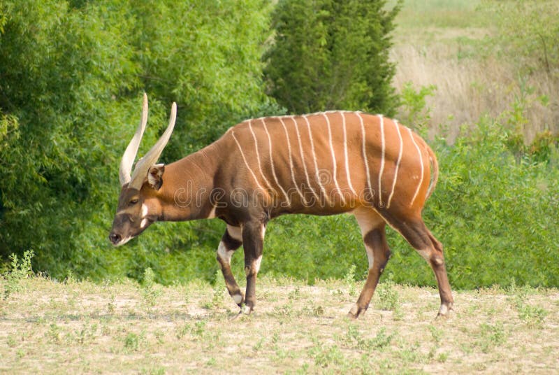 Female Bongo Antelope