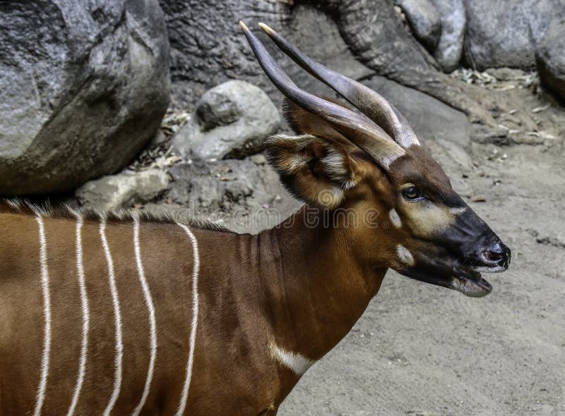 Mountain Bongo stock photo. Image of bongo, camouflage - 108032504