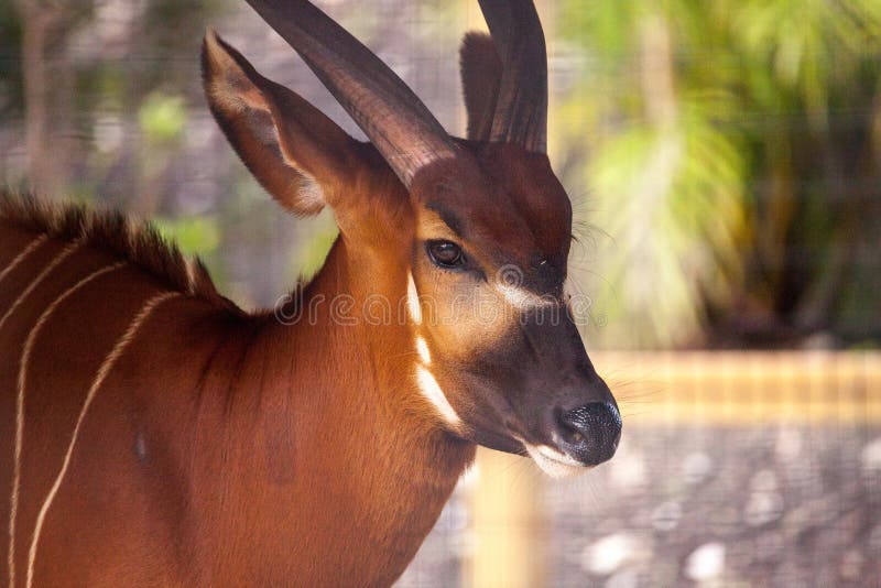 Bongo Antelope, Bongo Tragelaphus Eurycerus Stock Photo - Image of ...