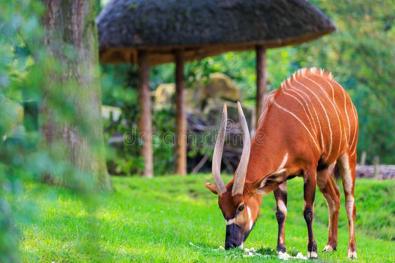 Mountain Bongo. Background with Selective Focus and Copy Space Stock ...