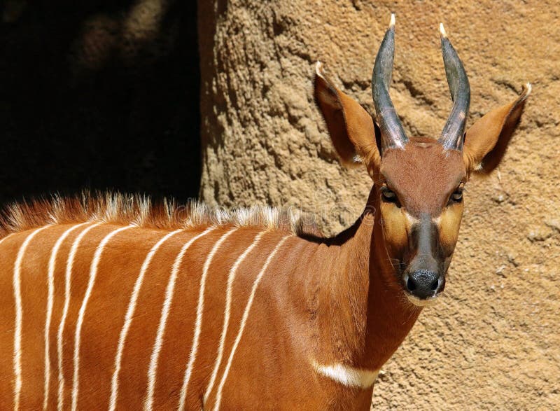 African Mountain Goat stock photo. Image of hoof, hooves - 8698788