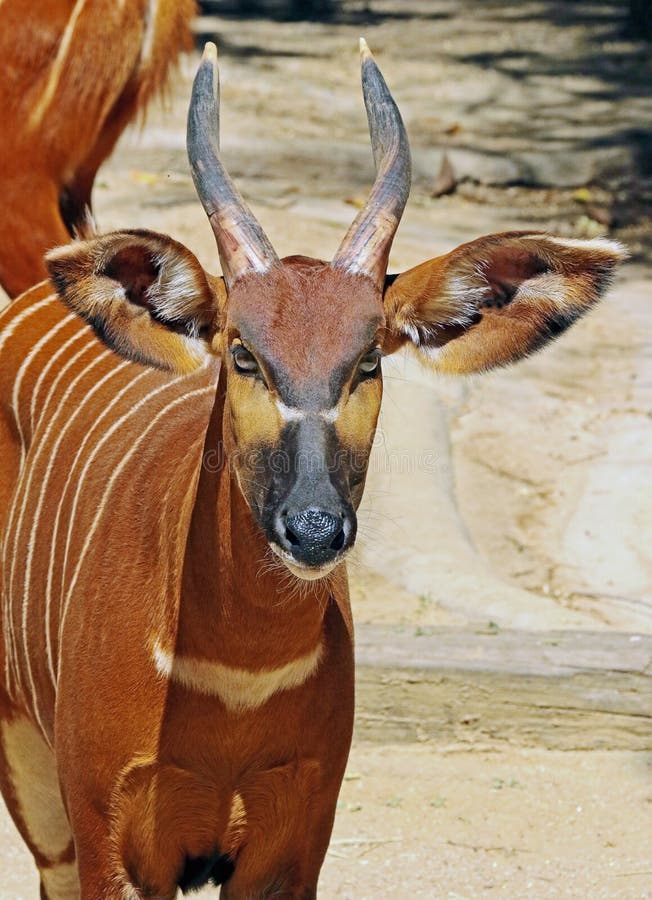 113 African Bongo Texture Stock Photos - Free & Royalty-Free Stock ...