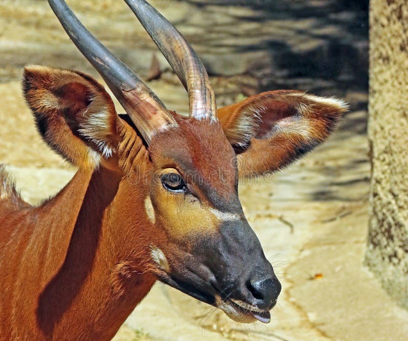 African Mountain Goat stock photo. Image of hoof, hooves - 8698788