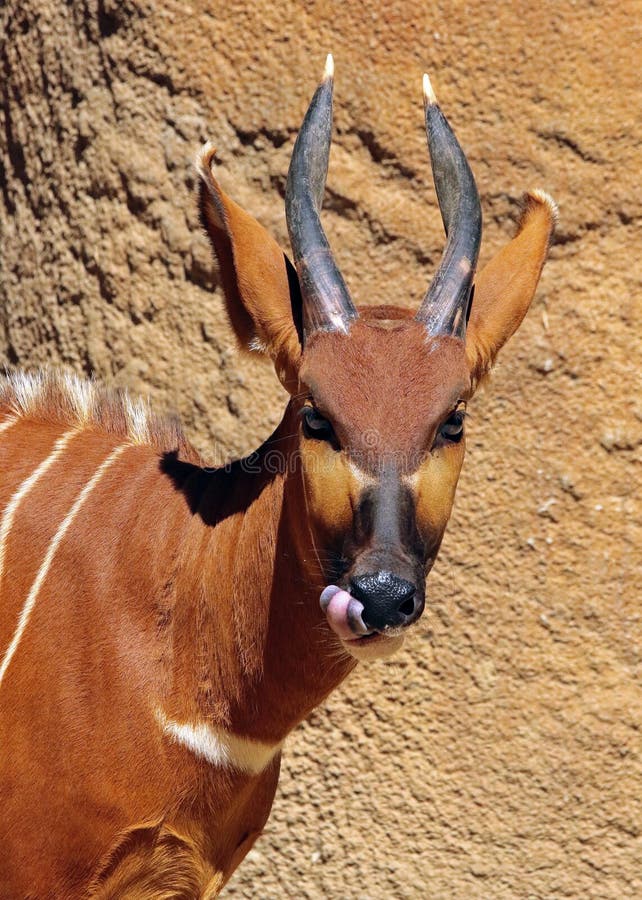 113 African Bongo Texture Stock Photos - Free & Royalty-Free Stock ...