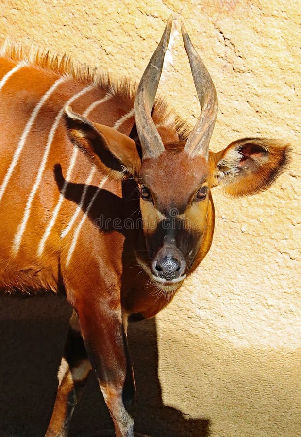 Bongo stock photo. Image of head, african, forage, gazelle - 91873506