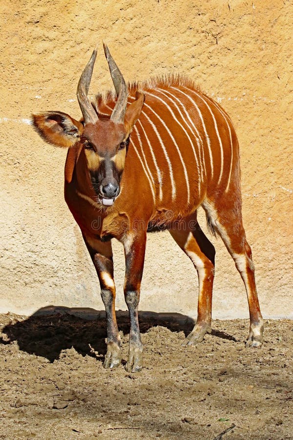 Bongo stock image. Image of africa, outdoors, african - 13164263