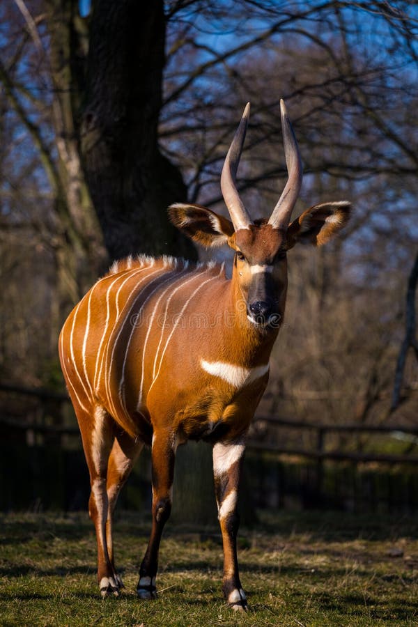 Mountain Bongo in Nature Park Stock Image - Image of horn, rainforest ...