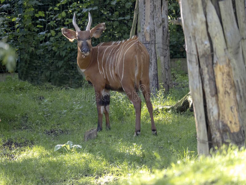 Mountain bongo stock image. Image of grass, bongo, isaaci - 33653269