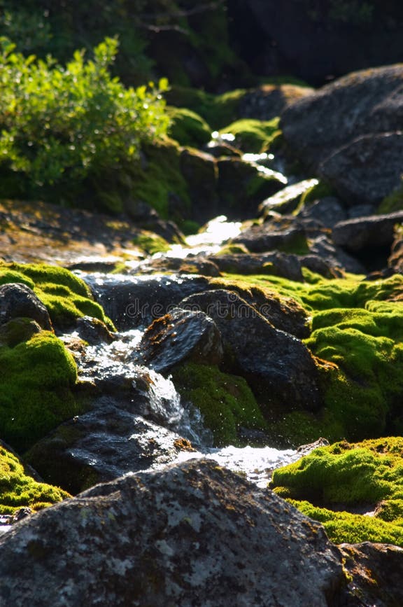 Mountain brook stock photo. Image of spring, lapp, russia - 1201636