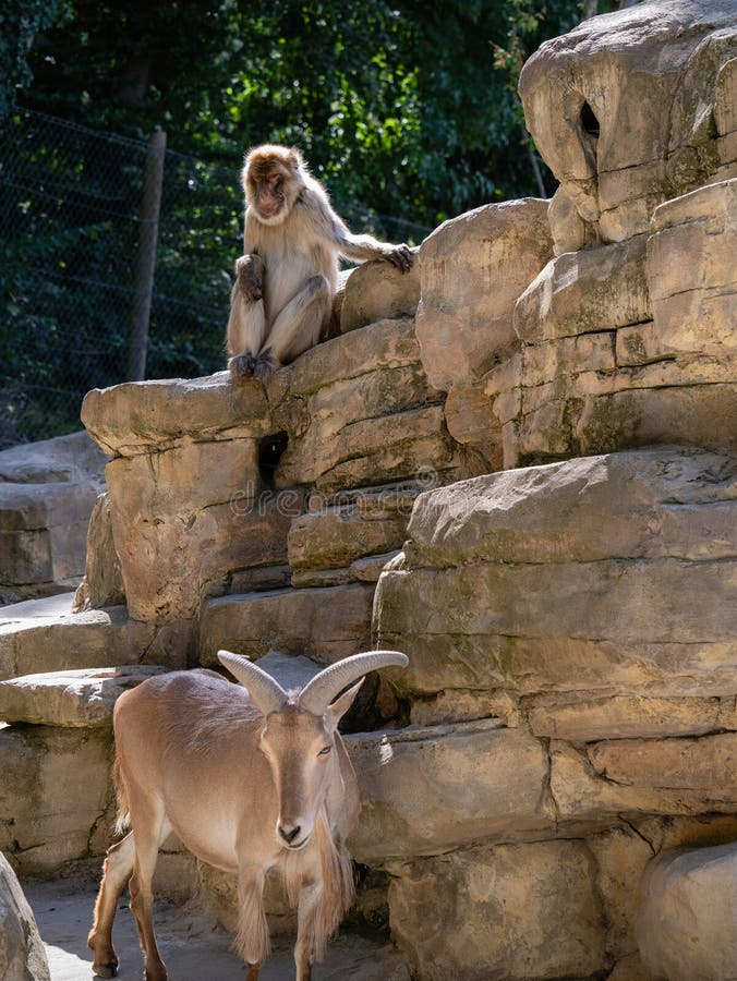 Mountain Brown Goat and Monkey Amidst the Rocks Stock Photo - Image of ...