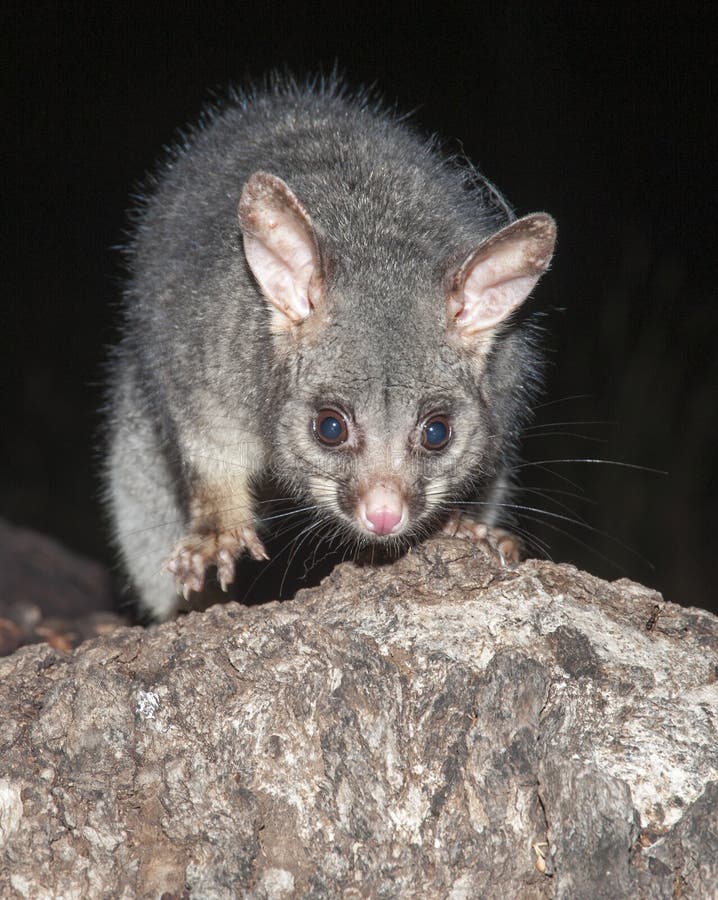 Ring Tailed Possum with Baby ,queensland,australia Stock Image - Image ...