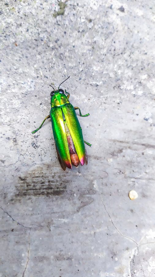 A Mountain Bug that only Comes Out Once a Year Stock Photo - Image of ...