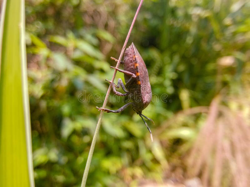 On the Mountain, a Bug Stands on Its Head in the Sun. Stock Photo ...