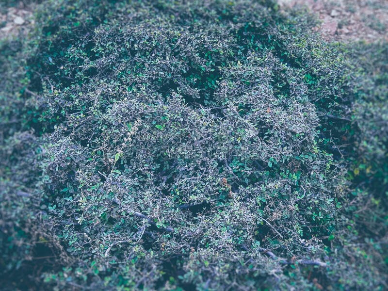Mountain Bush ariel view stock photo. Image of heavy - 162407848