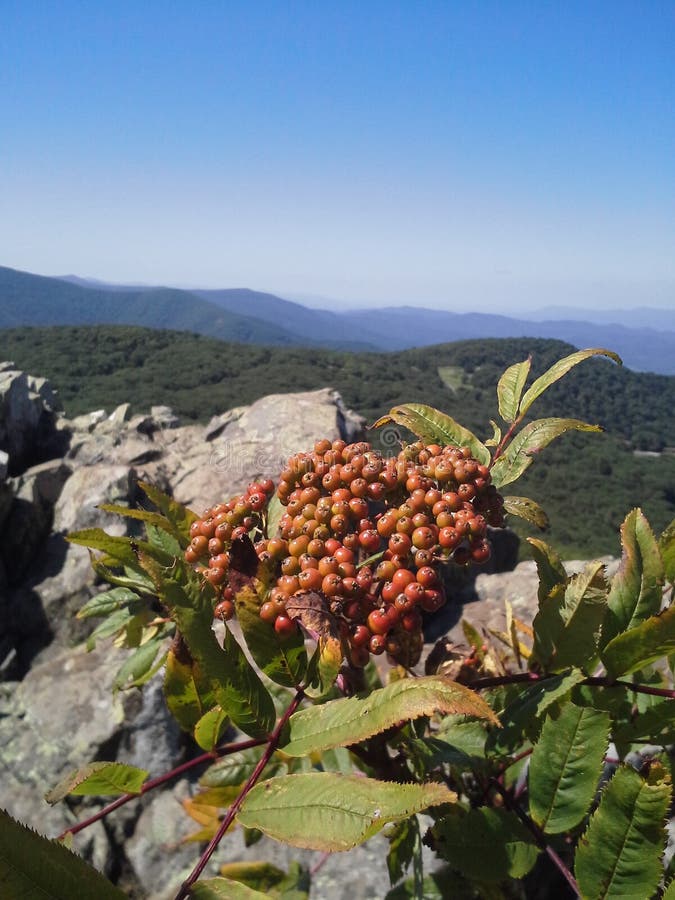 Mountain bush berries stock image. Image of berries, view - 58441749