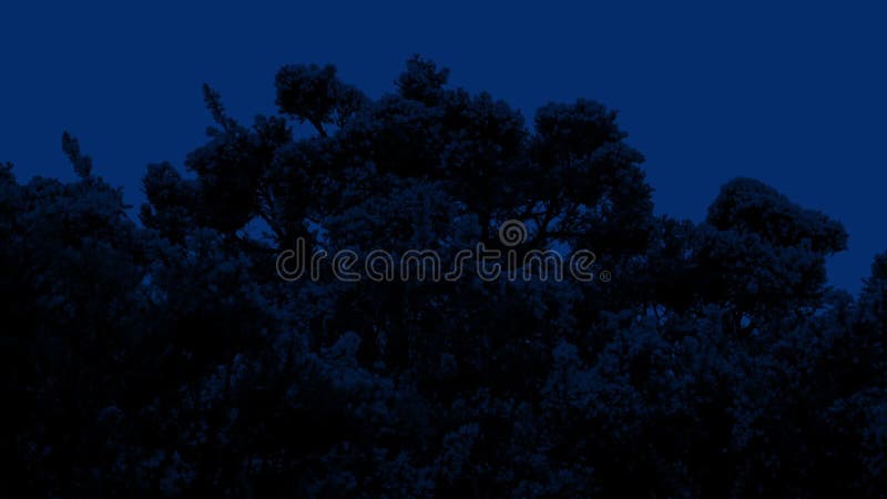 Mountain Bushes on Windy Night Stock Video - Video of bush, night ...