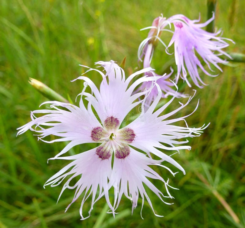 Mountain Carnation in the Pyrenees Spain Stock Image - Image of plant ...