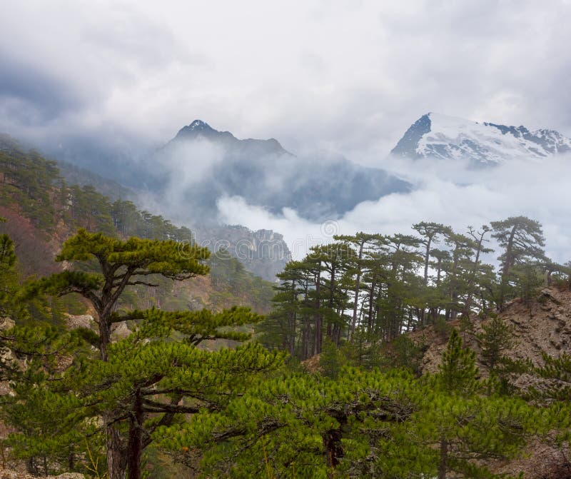 Mountain Chain in a Mist and Dense Clouds Stock Photo - Image of pine ...