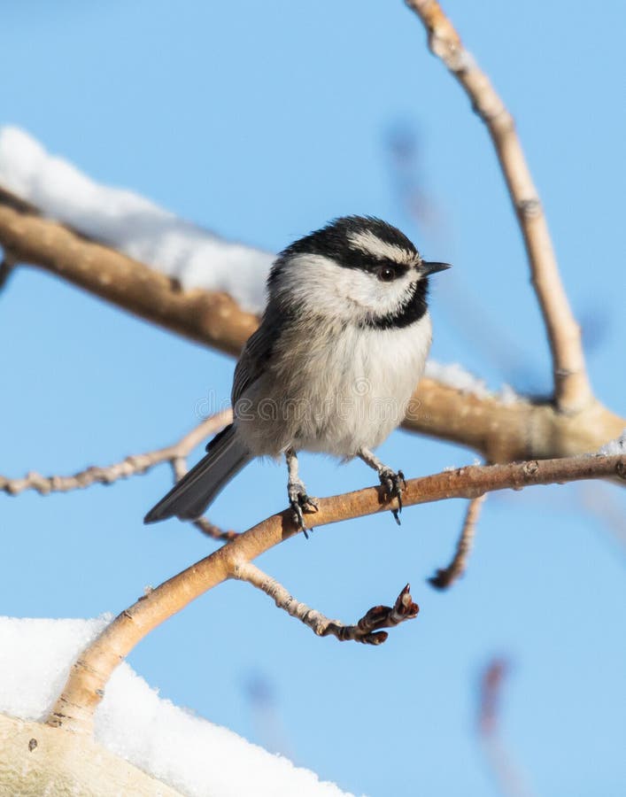 Mountain Chickadee Sitting on Pine Branch Stock Image - Image of ...