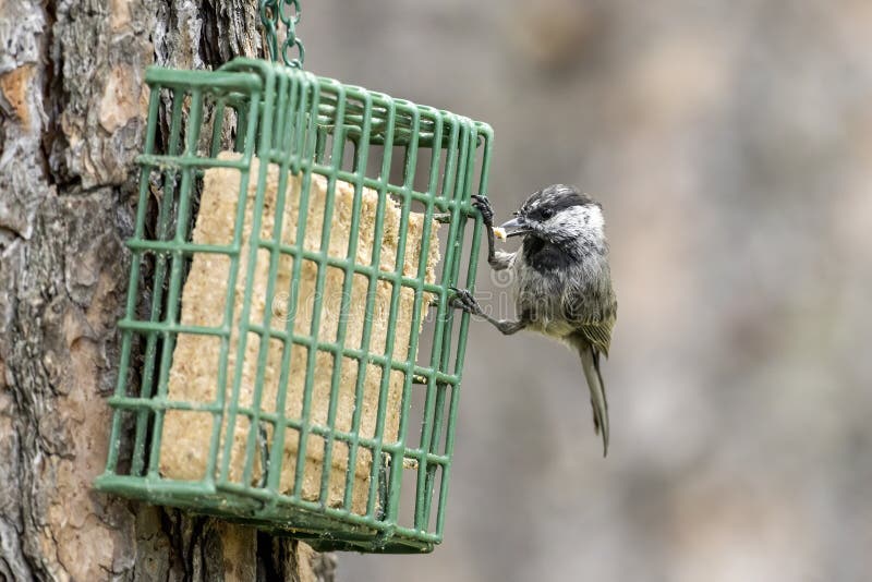 Mountain Chickadee with Suet in Beak Stock Image - Image of feeder ...