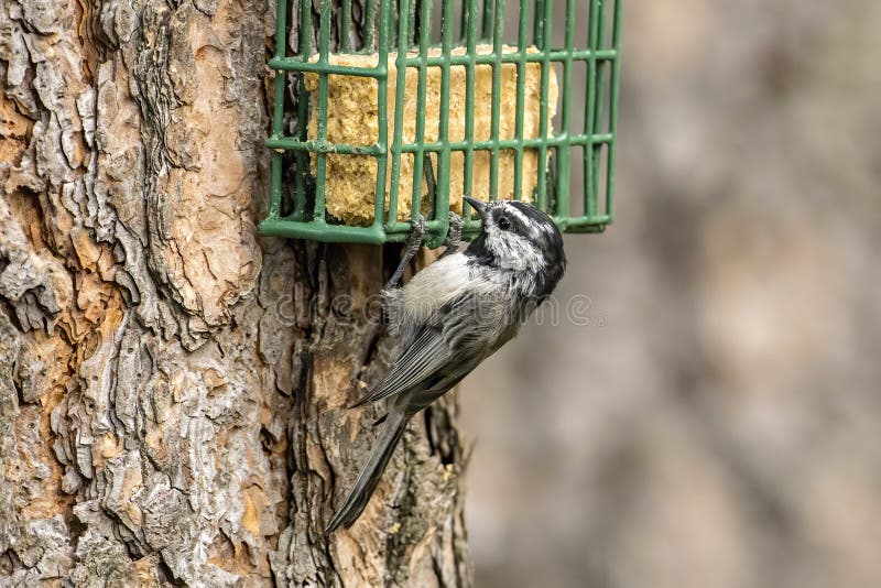 Mountain Chickadee at Suet Cage Stock Photo - Image of birding ...