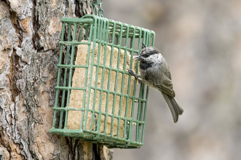 Mountain Chickadee on a Suet Cage Stock Photo - Image of bird, black ...